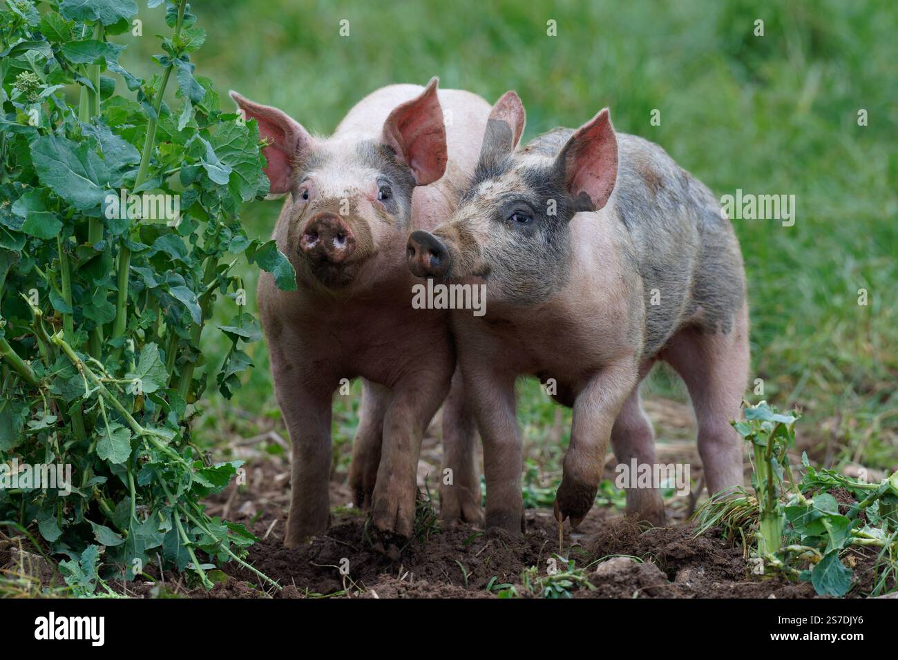 Pair of adult Pigs-Sus scrofa domesticus. Norfolk Stock Photo - Alamy