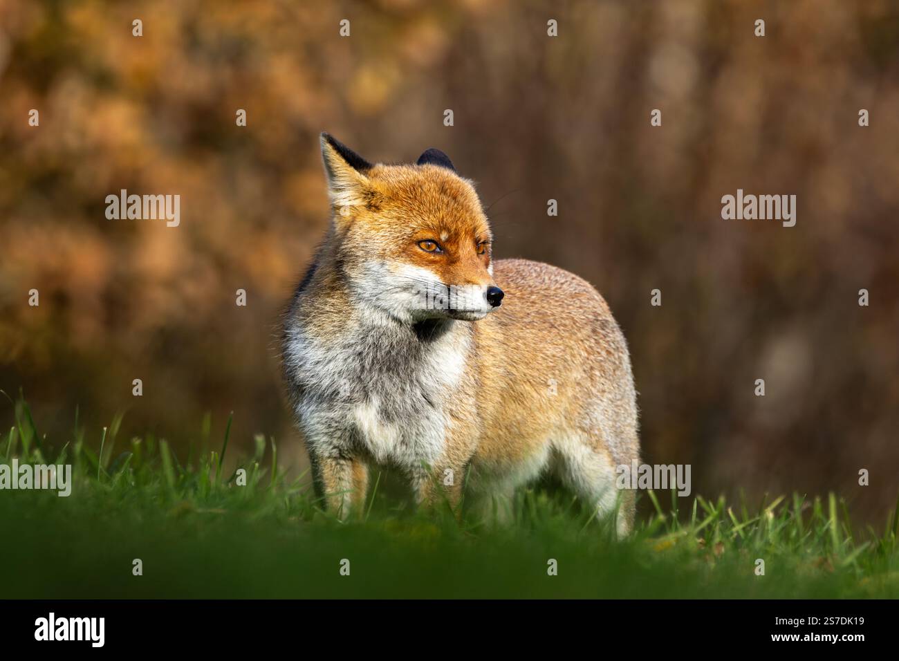 Red fox.. bokeh effect Stock Photo - Alamy