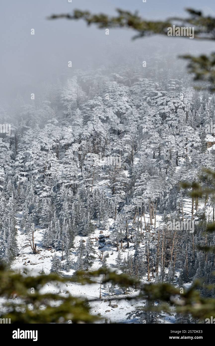 Scenic view of snow covering Blue Atlas Cedar trees in Chelia Mountain ...