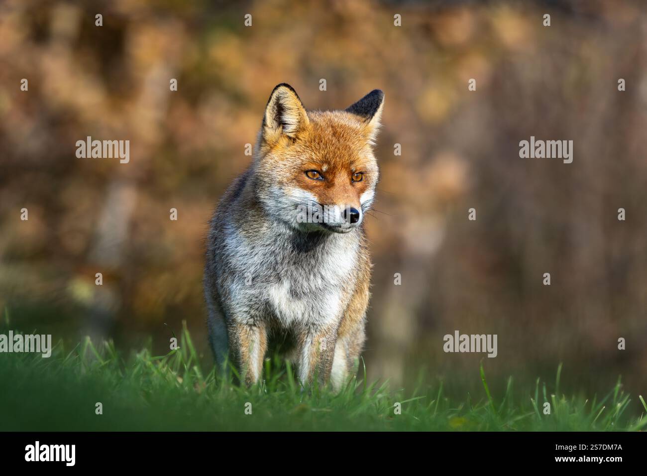 Red fox.. bokeh effect Stock Photo - Alamy