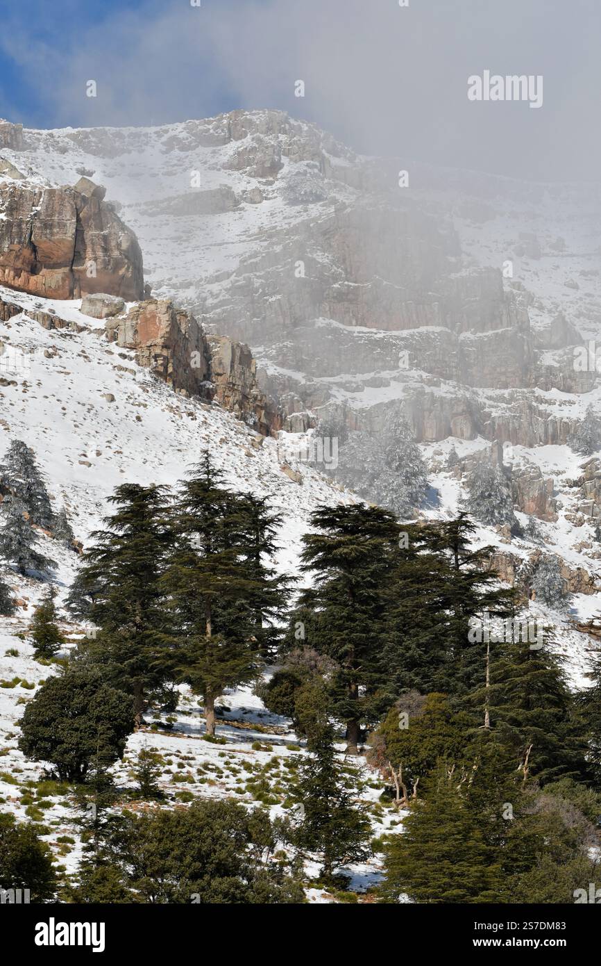 Scenic view of snow covering Blue Atlas Cedar trees in Chelia Mountain ...