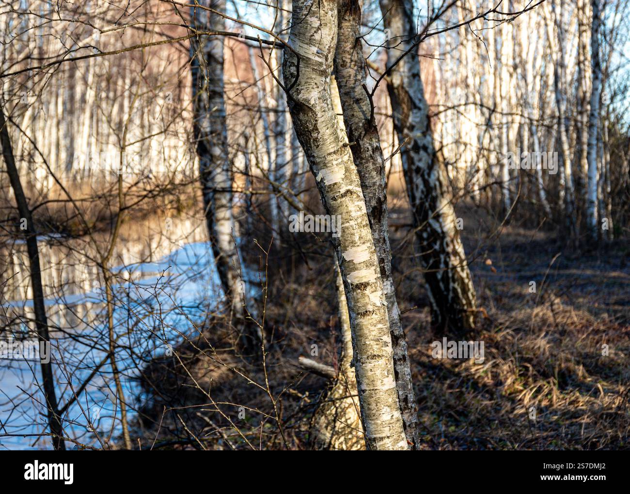 winter landscape without snow, swamp ditches, white birches on the ditch bank, reflections, Seda ...