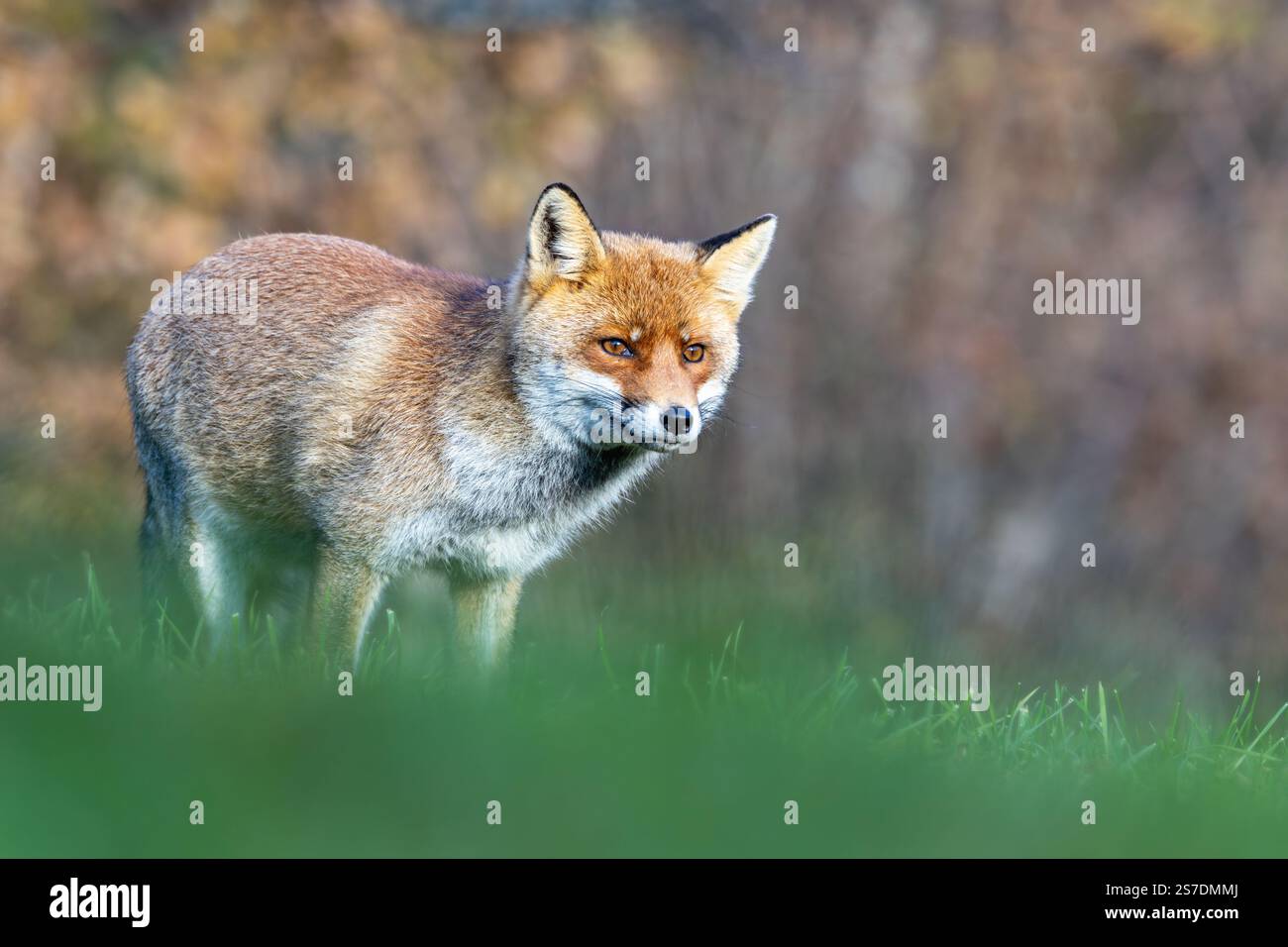 Red fox.. bokeh effect Stock Photo - Alamy