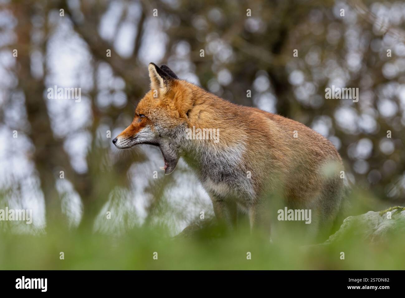 Red fox.. bokeh effect Stock Photo - Alamy