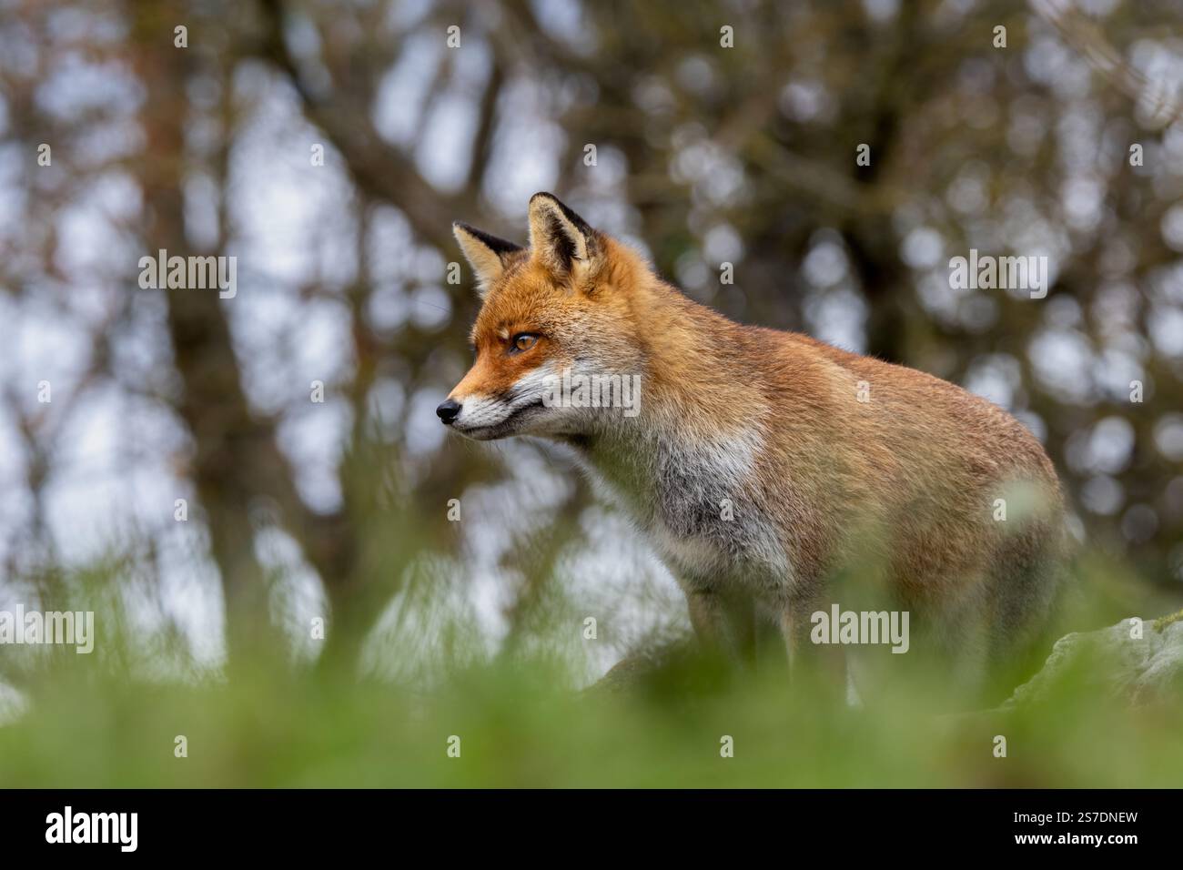 Red fox.. bokeh effect Stock Photo - Alamy