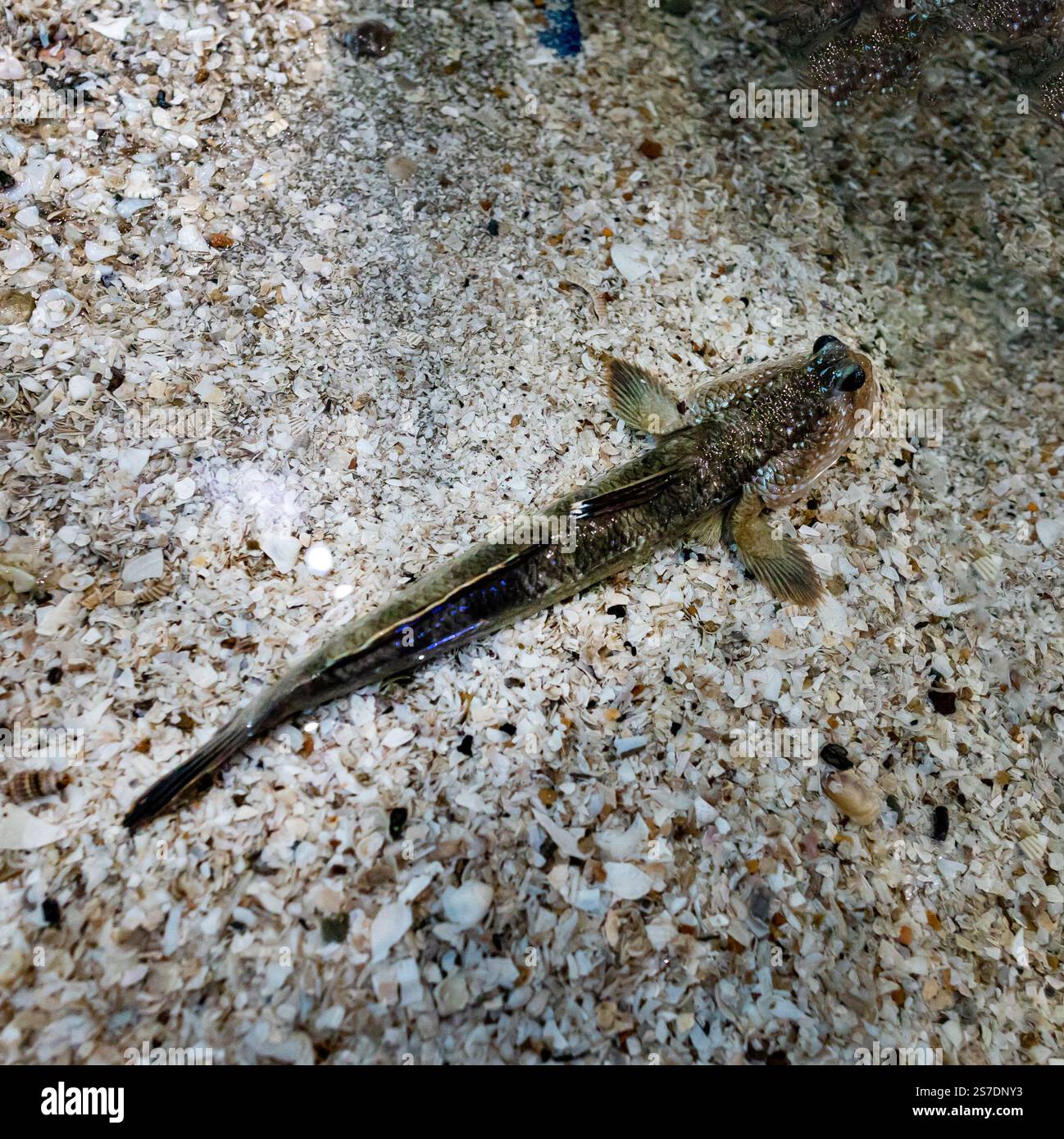 Closeup of Mudskipper walking fish Stock Photo - Alamy