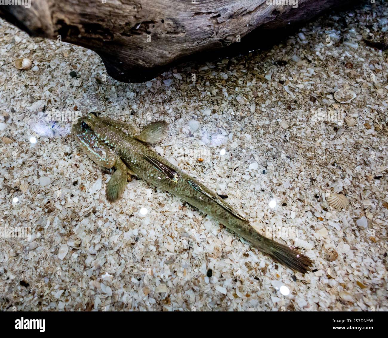 Closeup of Mudskipper walking fish Stock Photo - Alamy