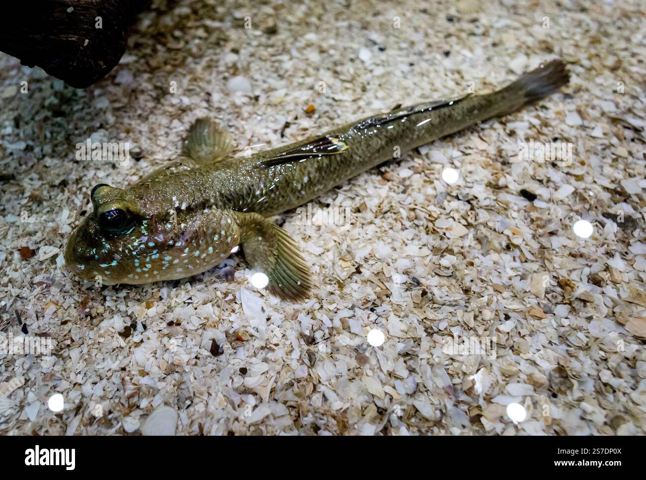 Closeup of Mudskipper walking fish Stock Photo - Alamy