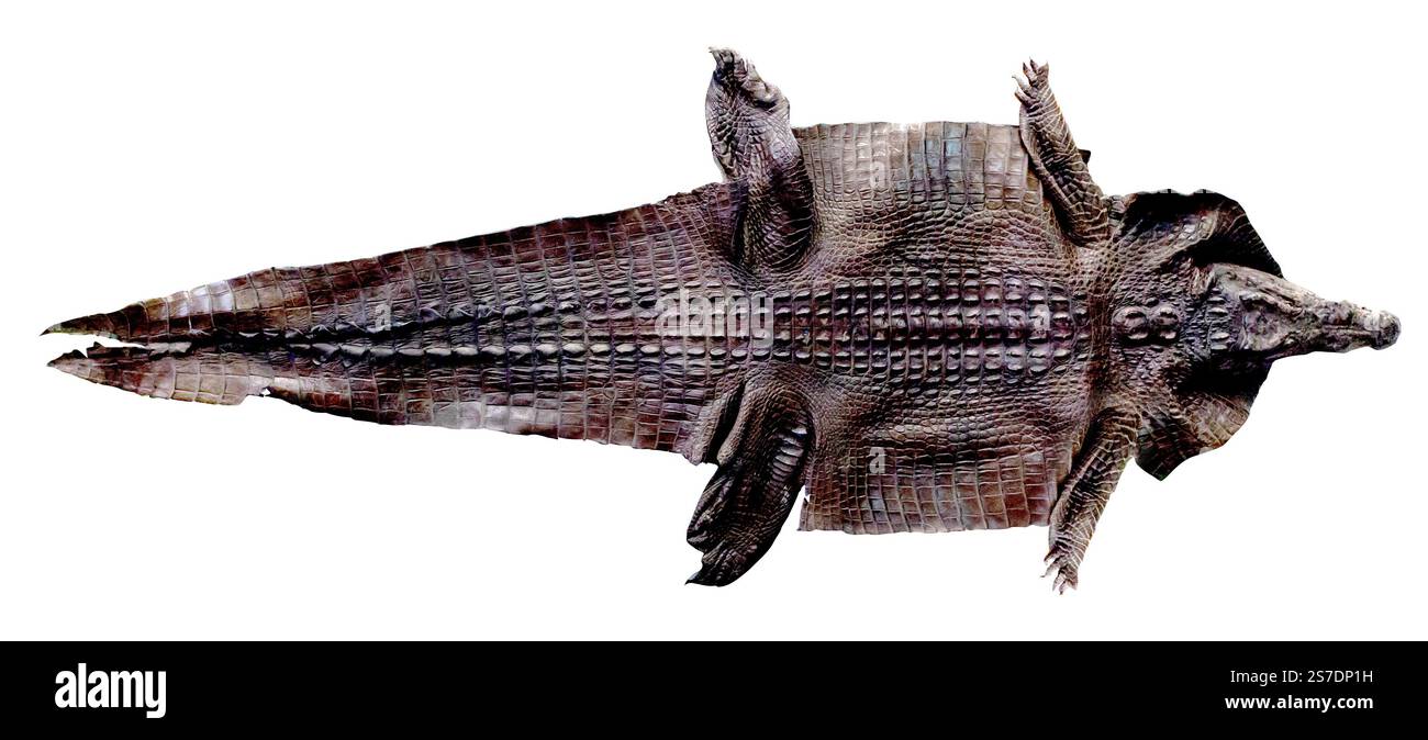 Die cut of Crocodile shargreen on white isolated Stock Photo - Alamy