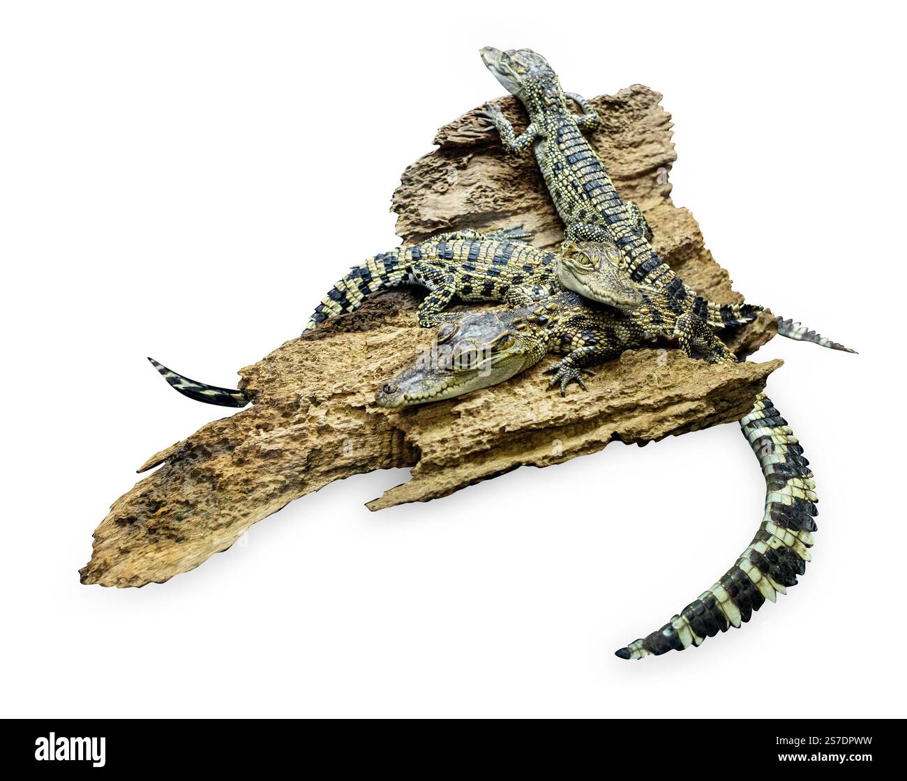 Die cut of Rear view of a Thai baby crocodile with its long in the ...
