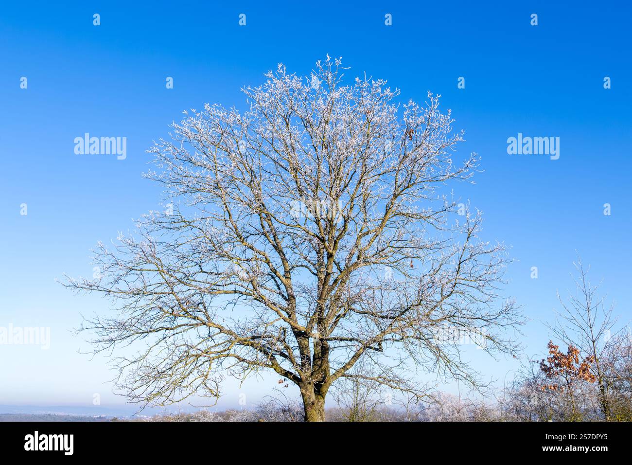 Frozen Tree in front of blue sky, taken in January 2025 Stock Photo - Alamy