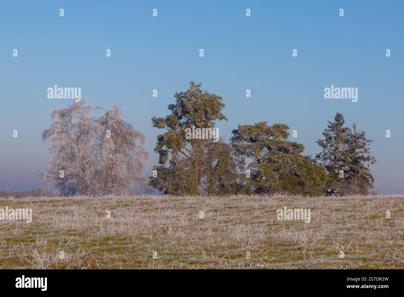 Panorama with green trees and trees covered in ice taken in winter 2025 ...