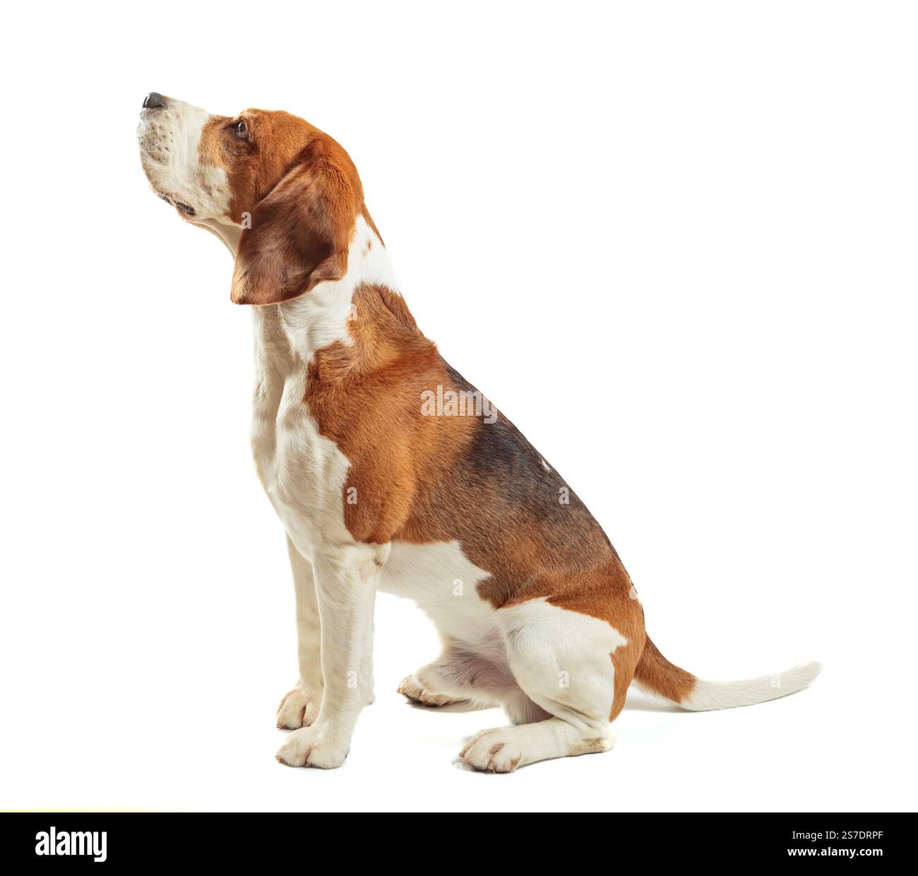 Beagle sit and look up, isolated on white background Stock Photo - Alamy