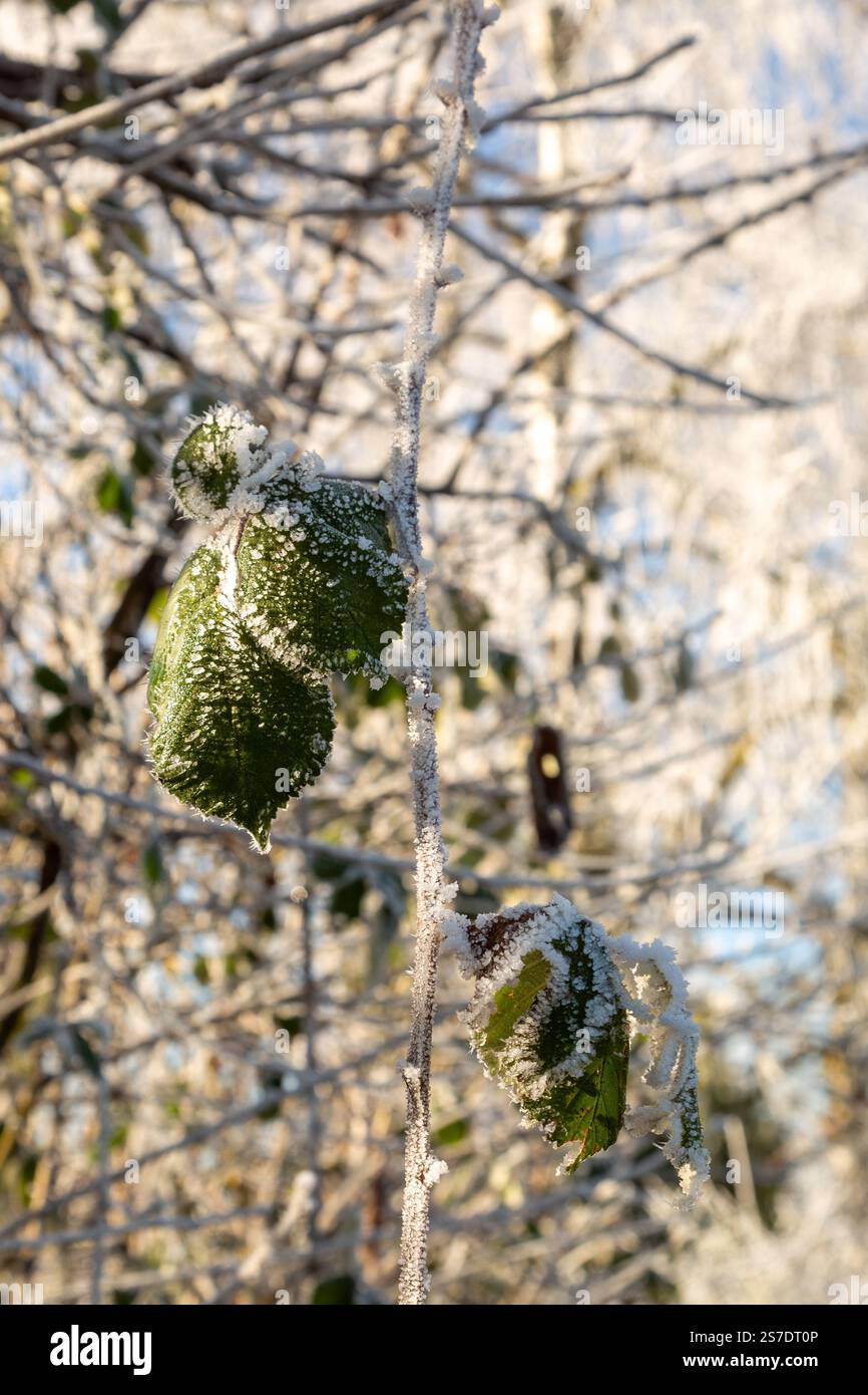 Leaves on a tree covered in snow and ice, taken in Winter 2025 Stock ...