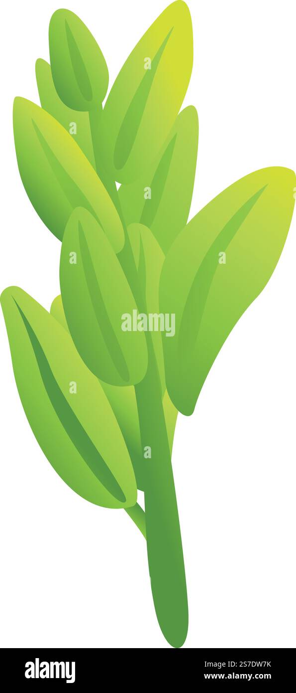 Sage herb icon cartoon vector. Leaf plant. Herbal salvia. Sage herb ...