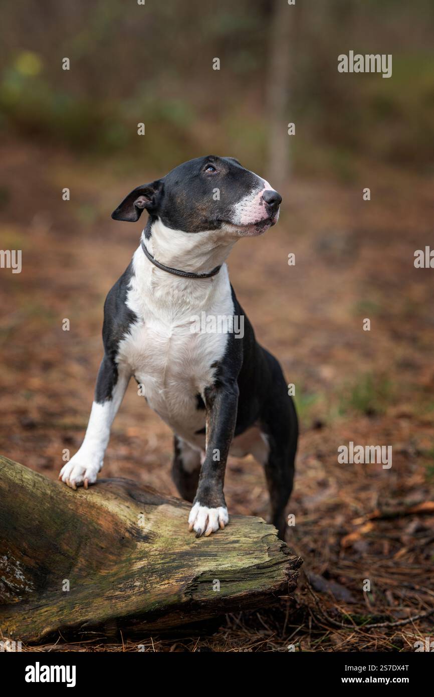 An English Bull Terrier photographed in the New Forest National Park ...