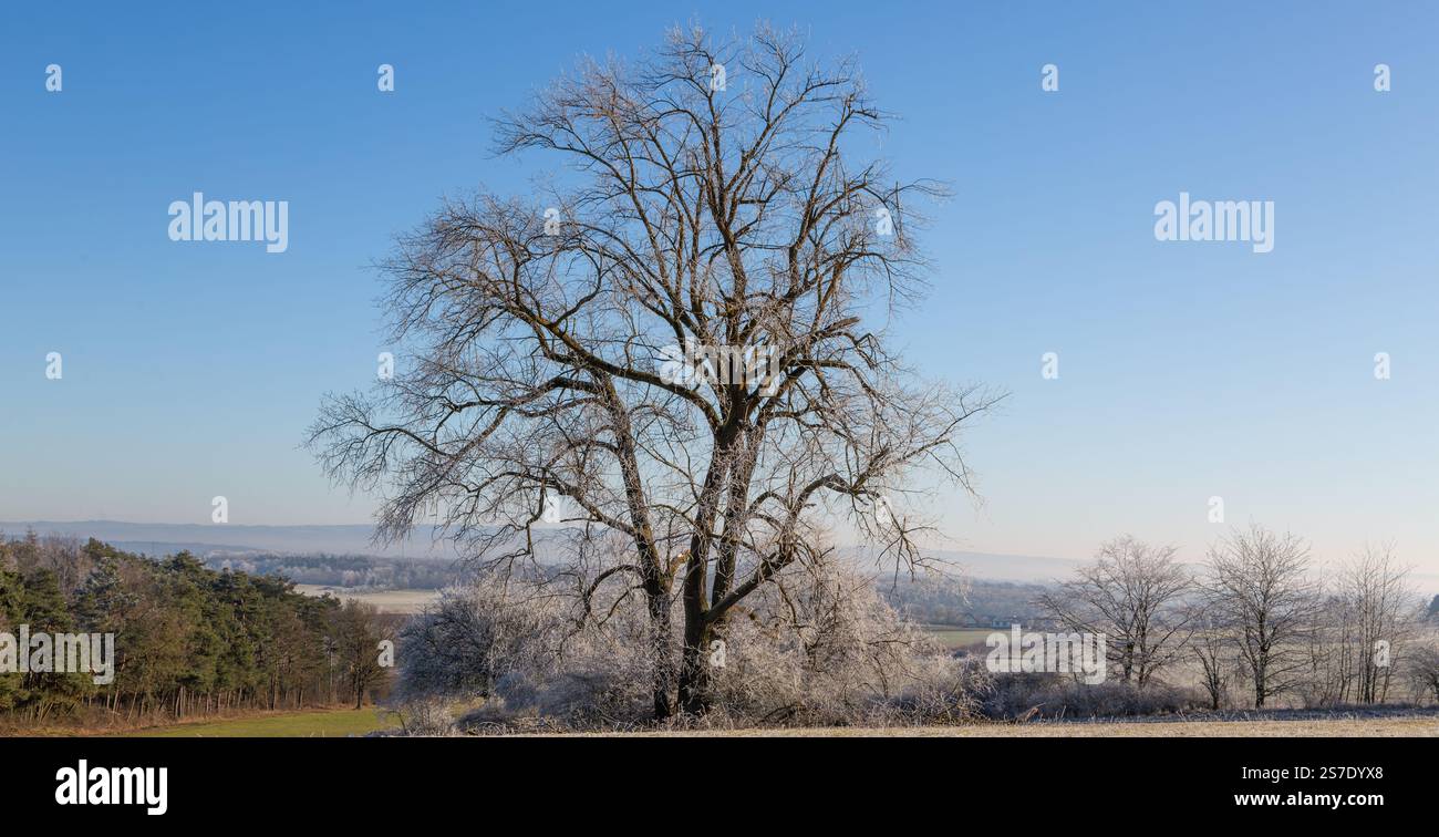 Tree in front of blue sky with a layer of thin ice in January 2025 ...