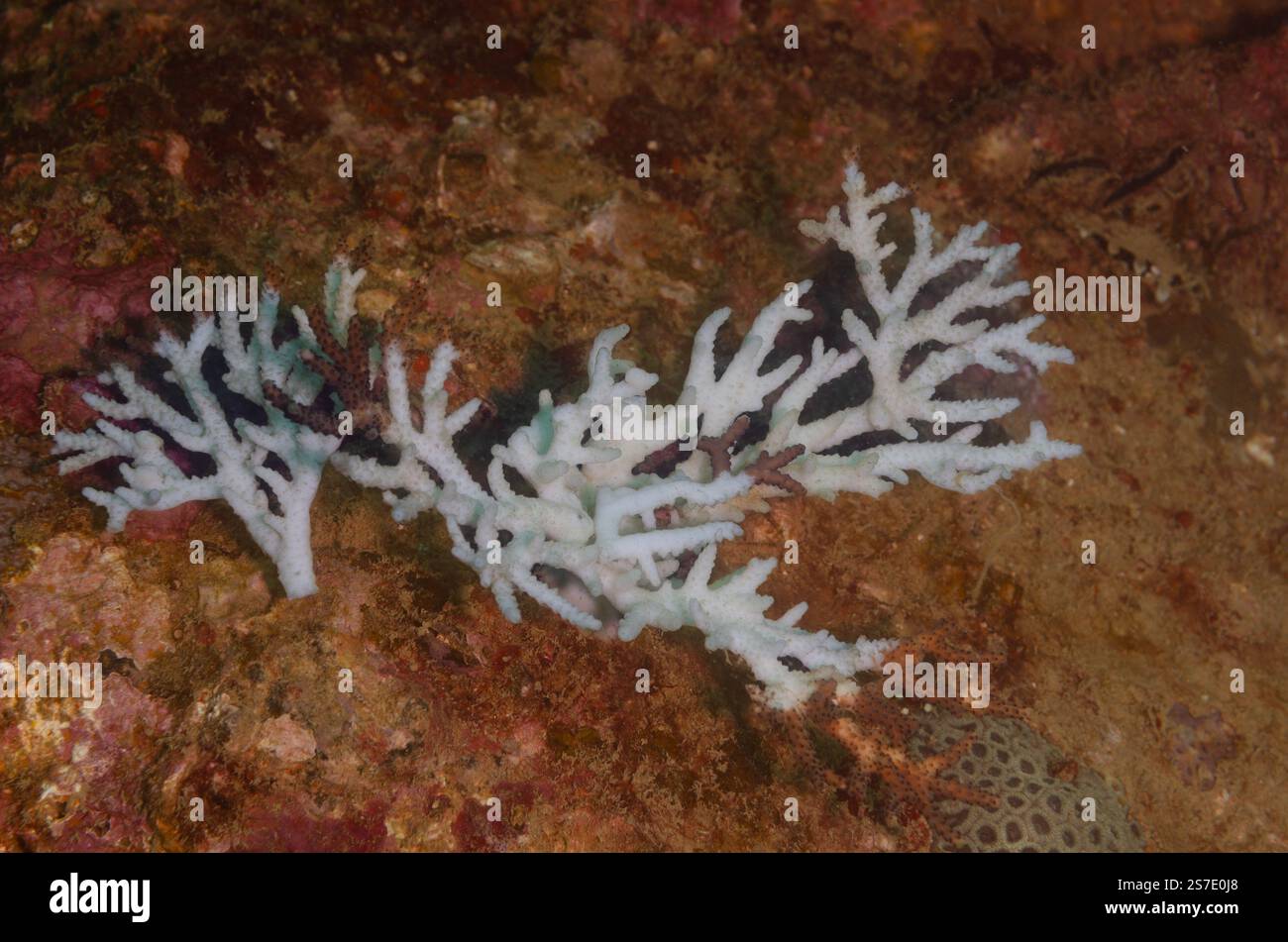 Coral bleaching (Acropora sp.), Acroporidae, Kao Lak, Thailand, Pacific ...