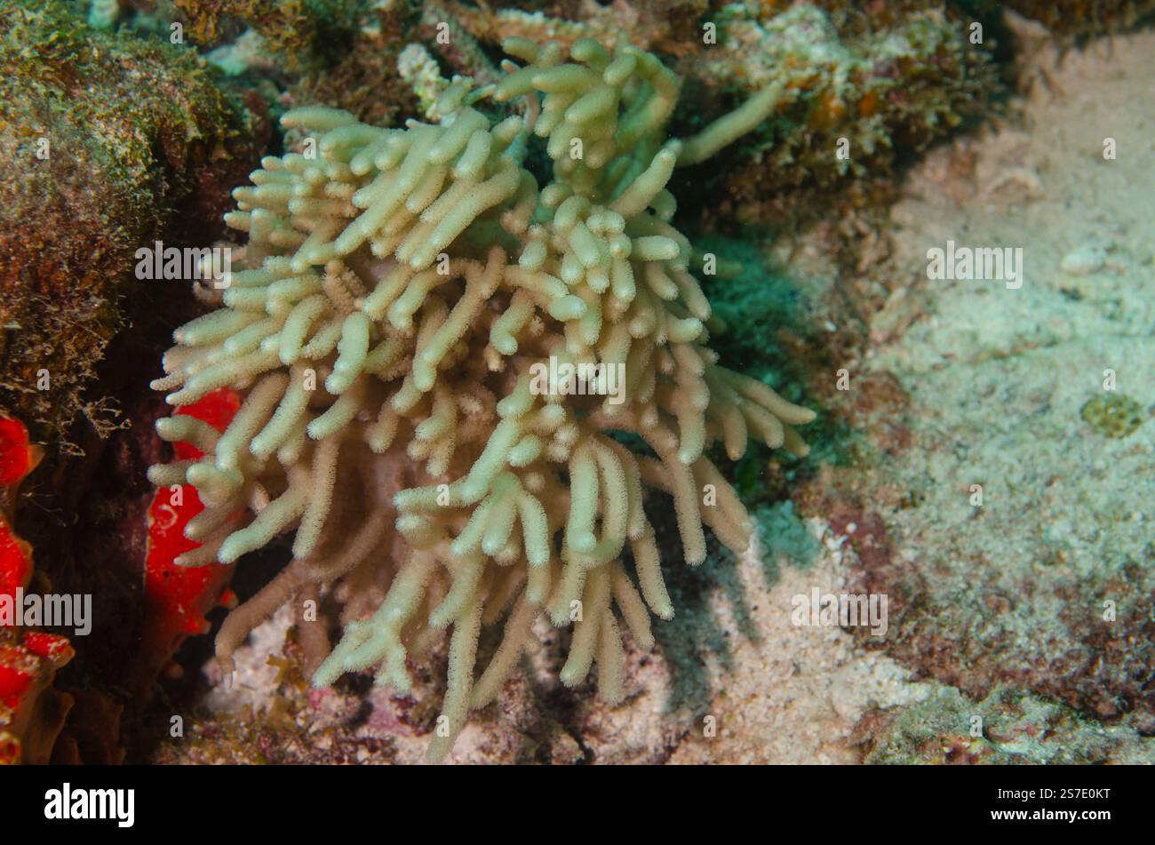 Spaghetti finger leather, Sinularia flexibilis, Alcyoniidae, Racha Yoi ...