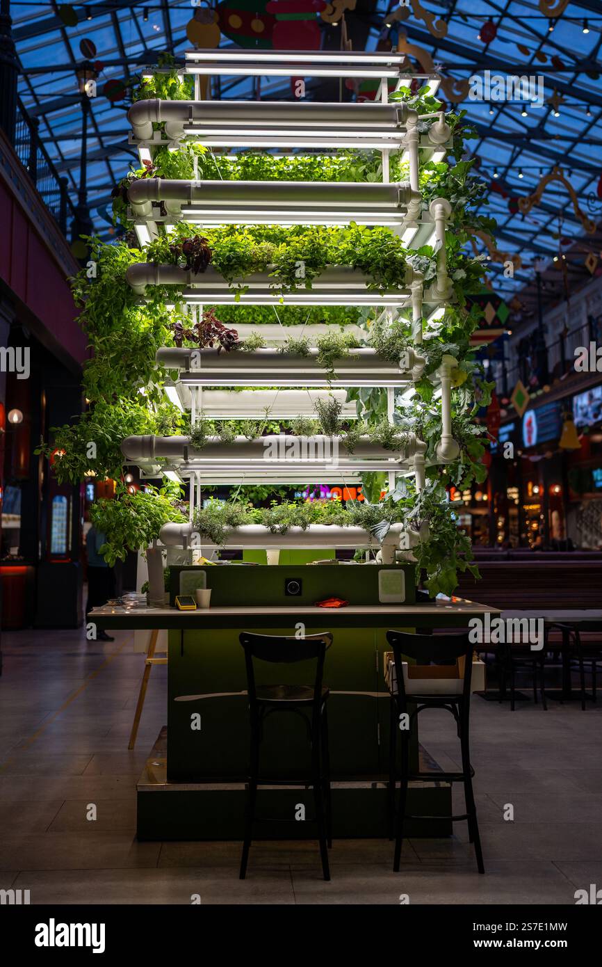 Growing spice plants, lettuce, mint basil in smart vertical farm with ...