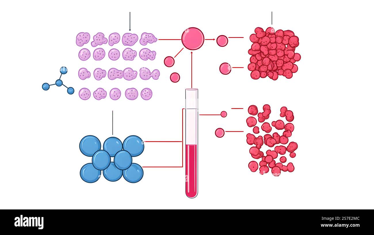 Simplified diagram showcasing the process of peptide synthesis and how ...