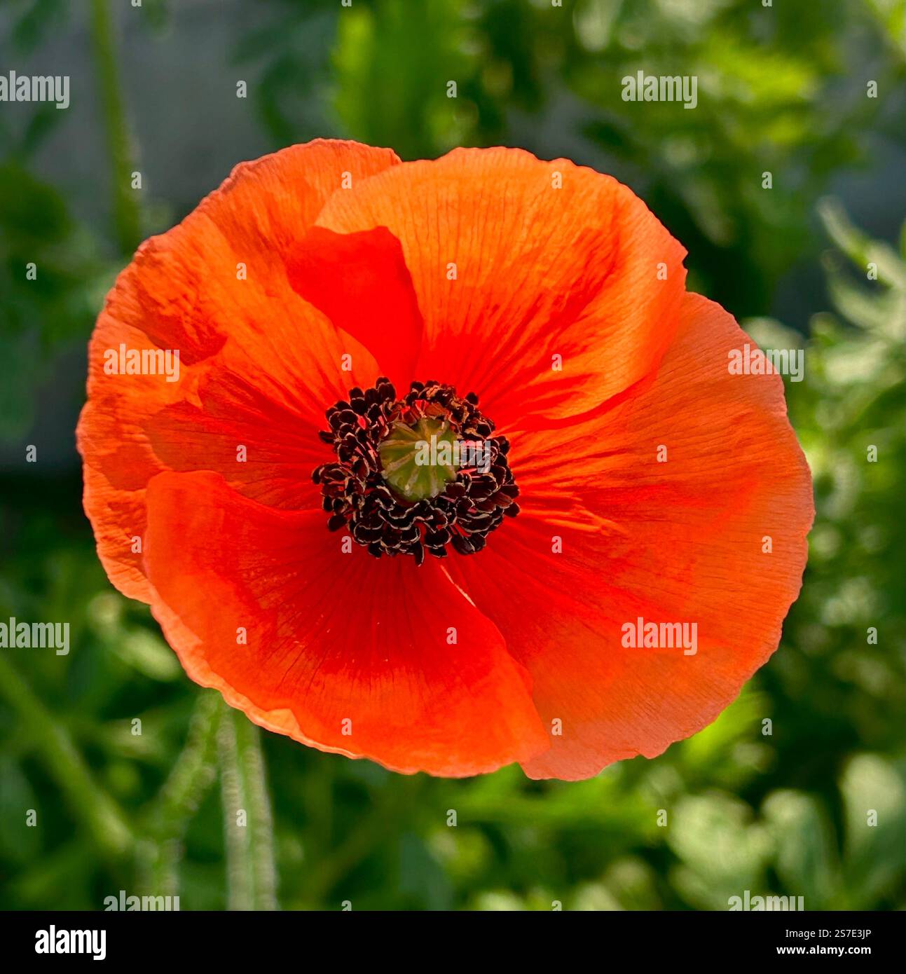 Red poppy macro shot hi-res stock photography and images - Alamy