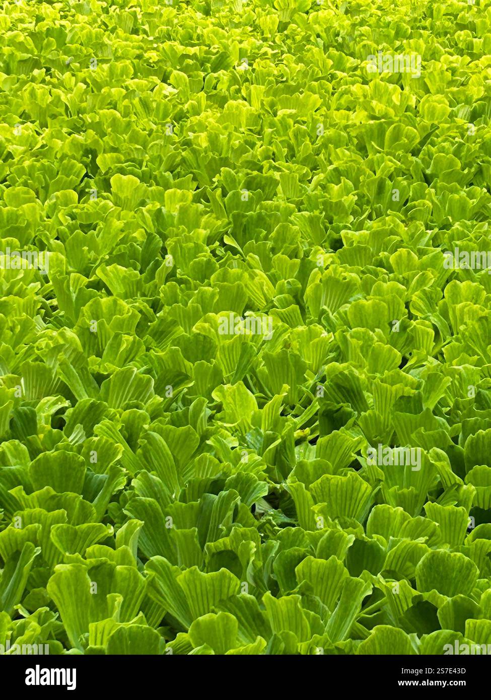 Tropical water backdrop hi-res stock photography and images - Alamy