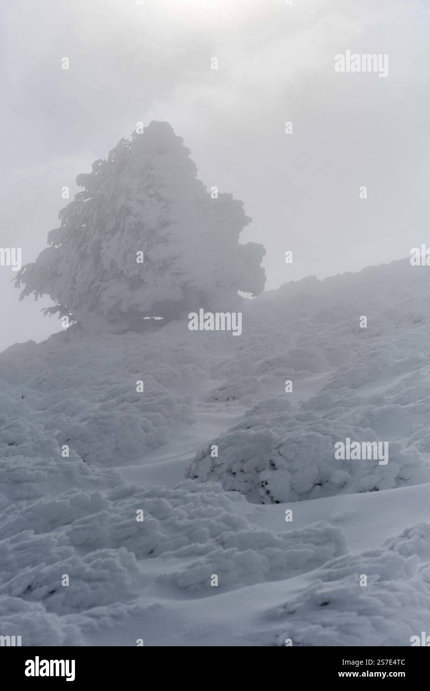 Scenic view of snow covering Blue Atlas Cedar trees in Chelia Mountain ...