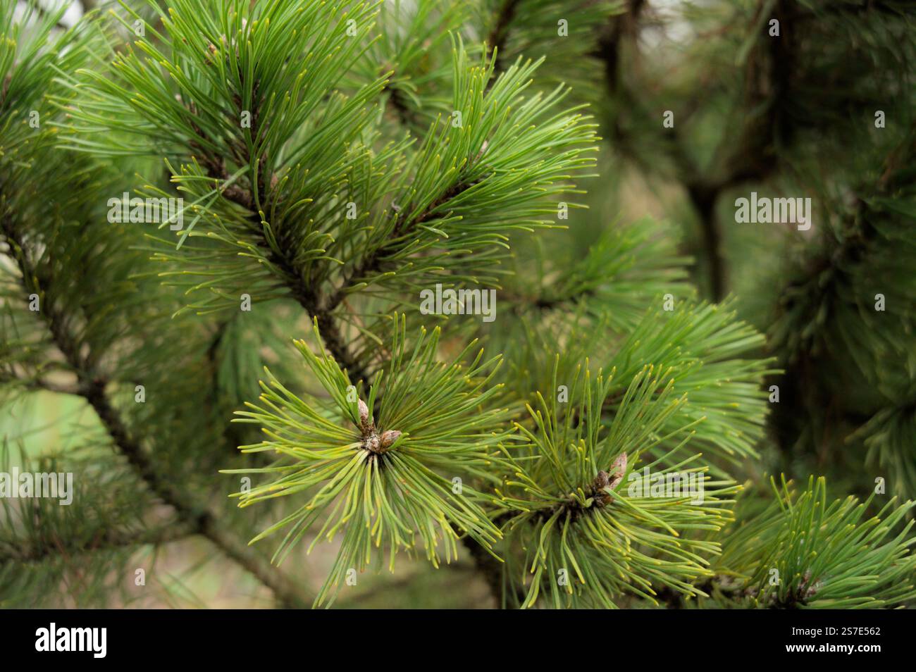 Pine tree close-up shot Stock Photo - Alamy