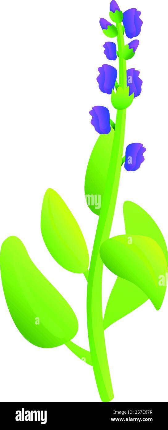 Sage icon cartoon vector. Leaf plant. Flower herb. Sage icon cartoon ...