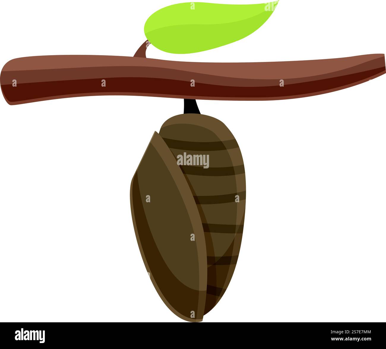 Natural cocoon icon cartoon vector. Nature leaf. Insect organic ...