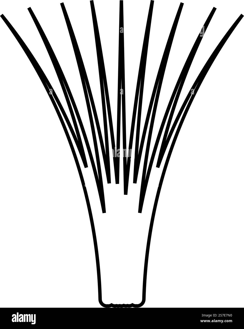 Edible grass lemongrass Cymbopogon citratus spices vegetable herbal plant contour outline line ...