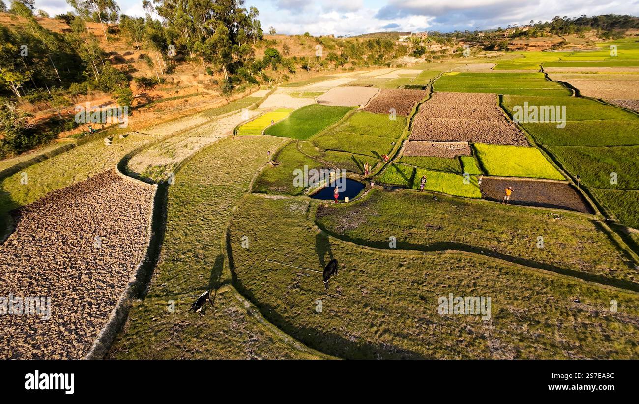 Landscapes of the island of Madagascar, Central Highlands and rice ...