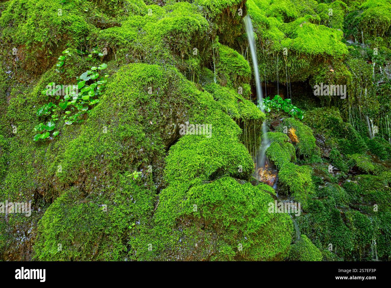 a mosscovered pond and a moss waterfall hidden deep in the mountains ...