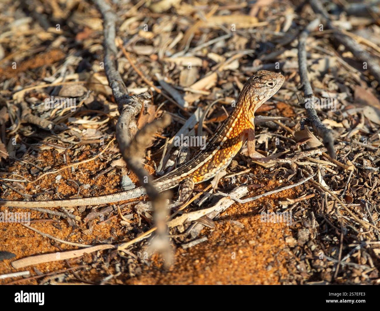 Three-eyed Lizard Chalaradon madagascariensis, Madagascar island ...
