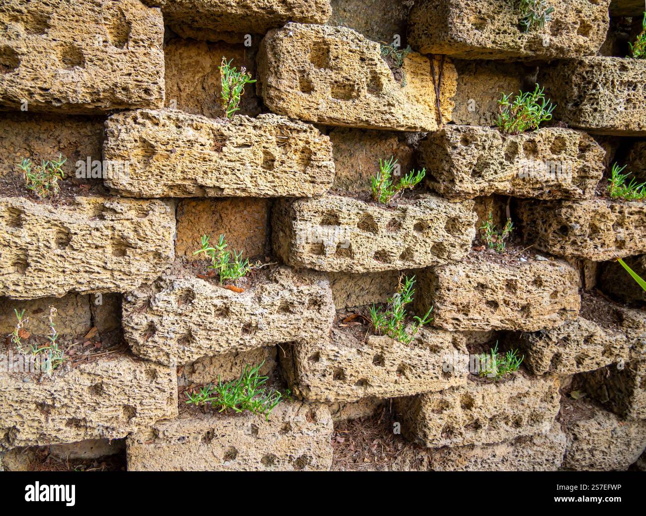 Decorative wall made of shell rock with plants in the masonry cells ...