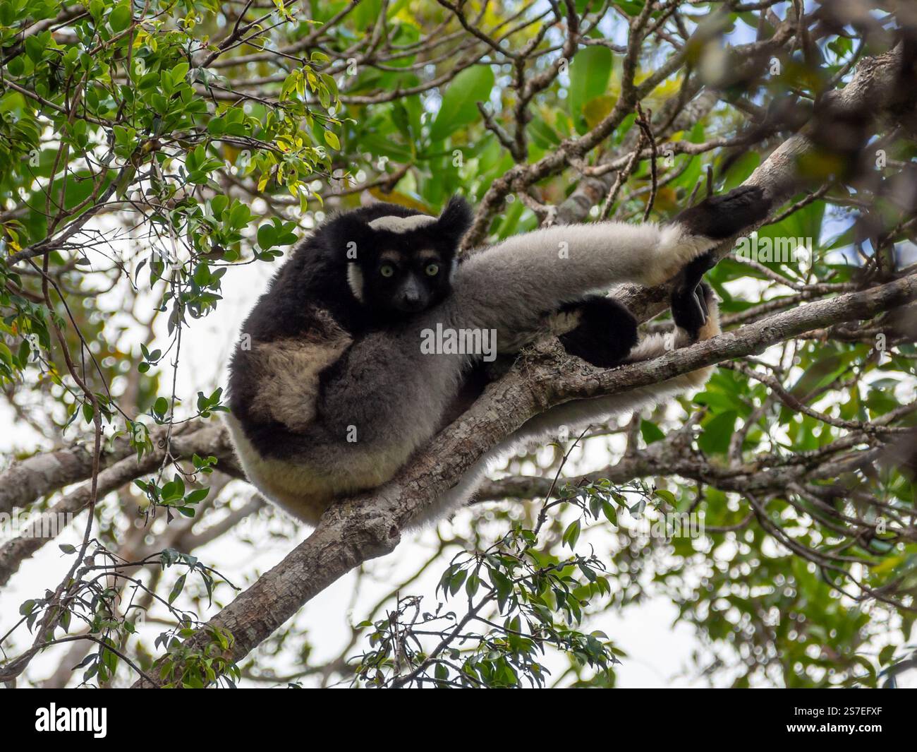 Indri (lemur, sifaka), Tropical forest jungle in Madagascar island ...