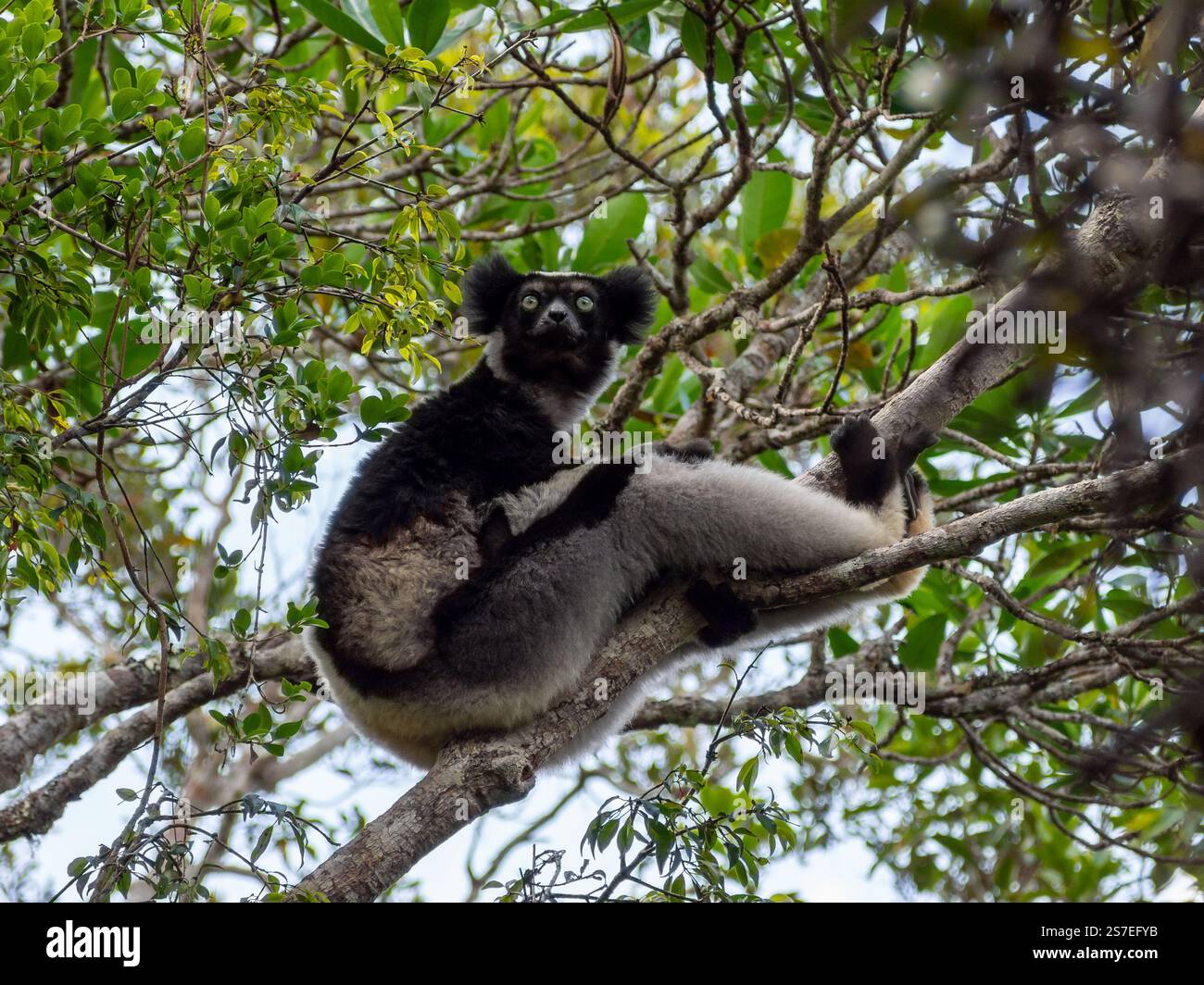 Indri (lemur, sifaka), Tropical forest jungle in Madagascar island ...