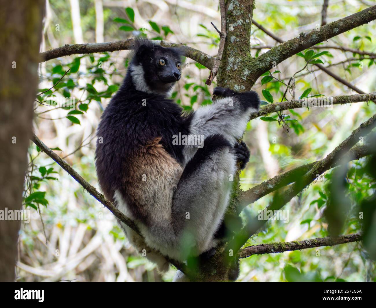 Indri (lemur, sifaka), Tropical forest jungle in Madagascar island Stock Photo - Alamy