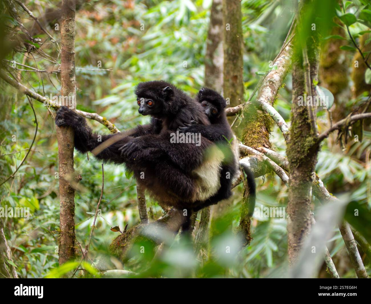 Milne Edwards sifaka lemur, Tropical forest jungle in Madagascar island ...