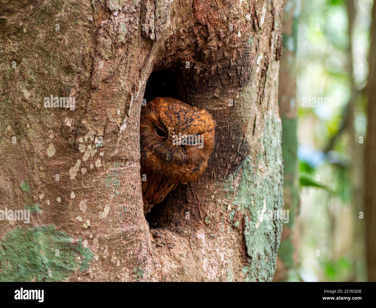 Madagascar island tropical forest jungle owl Stock Photo - Alamy