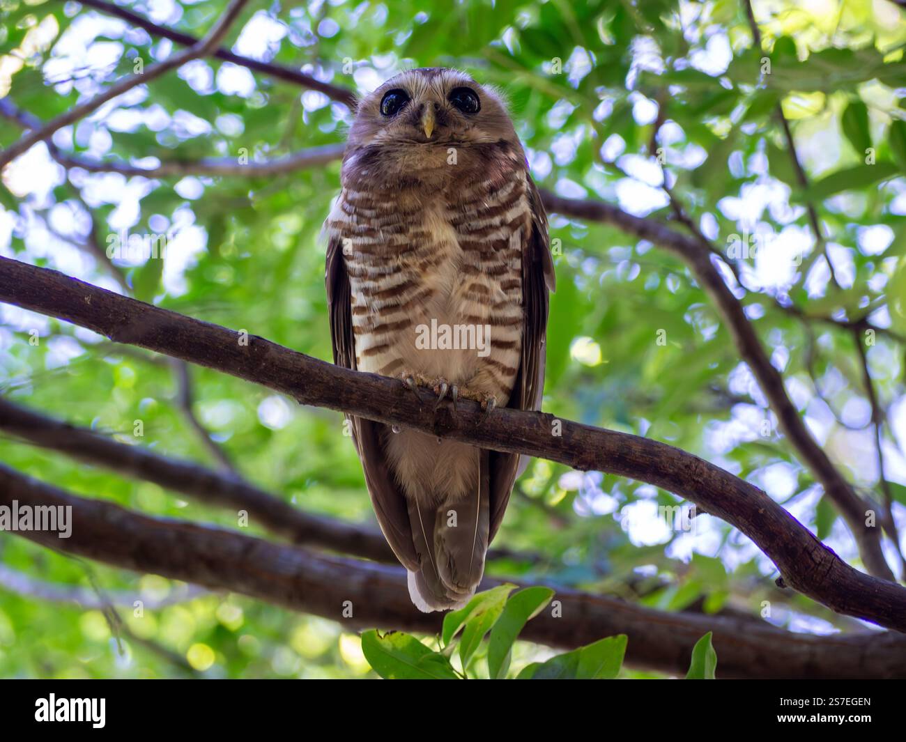 Madagascar island tropical forest jungle owl Stock Photo - Alamy