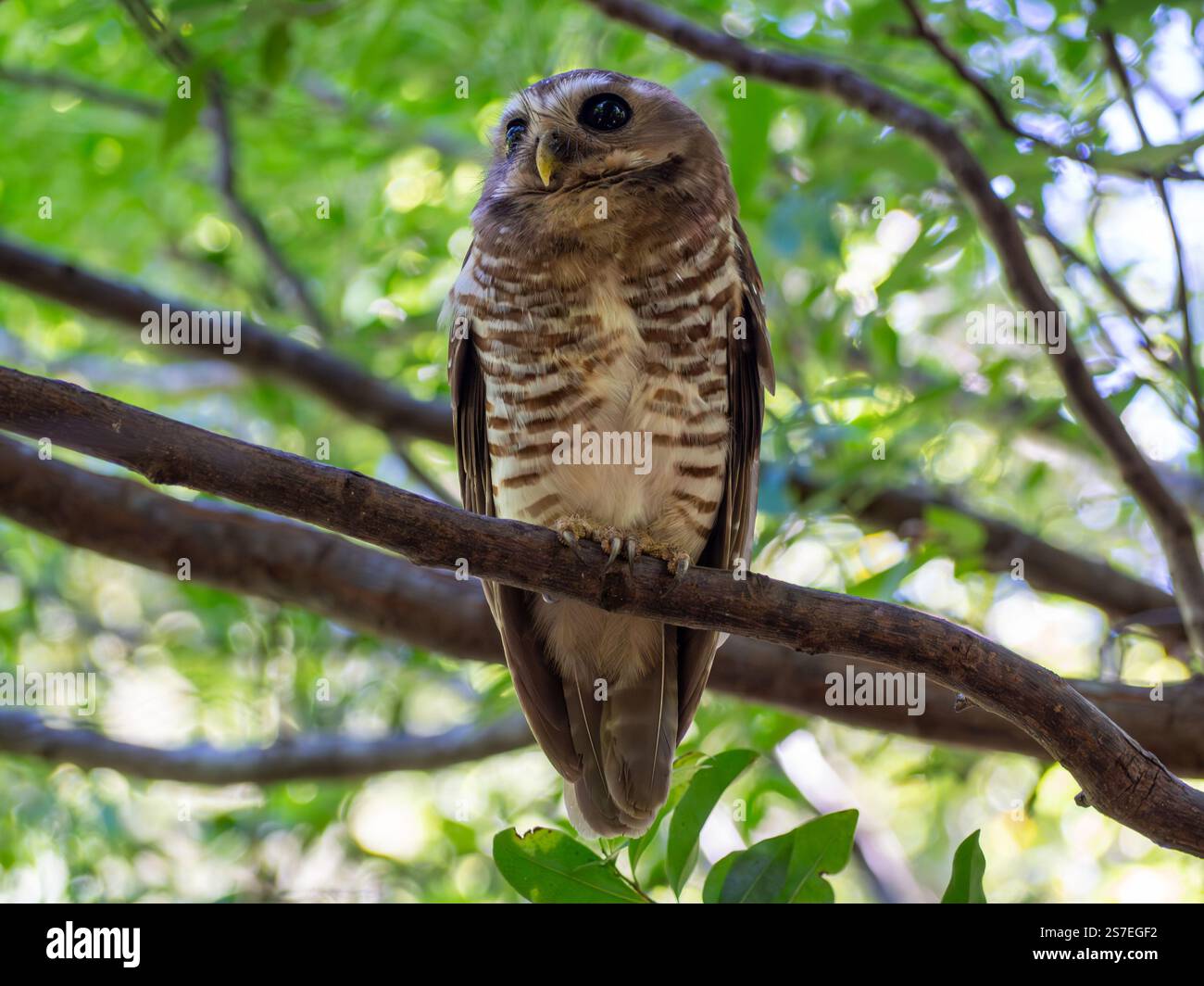 Madagascar island tropical forest jungle owl Stock Photo - Alamy