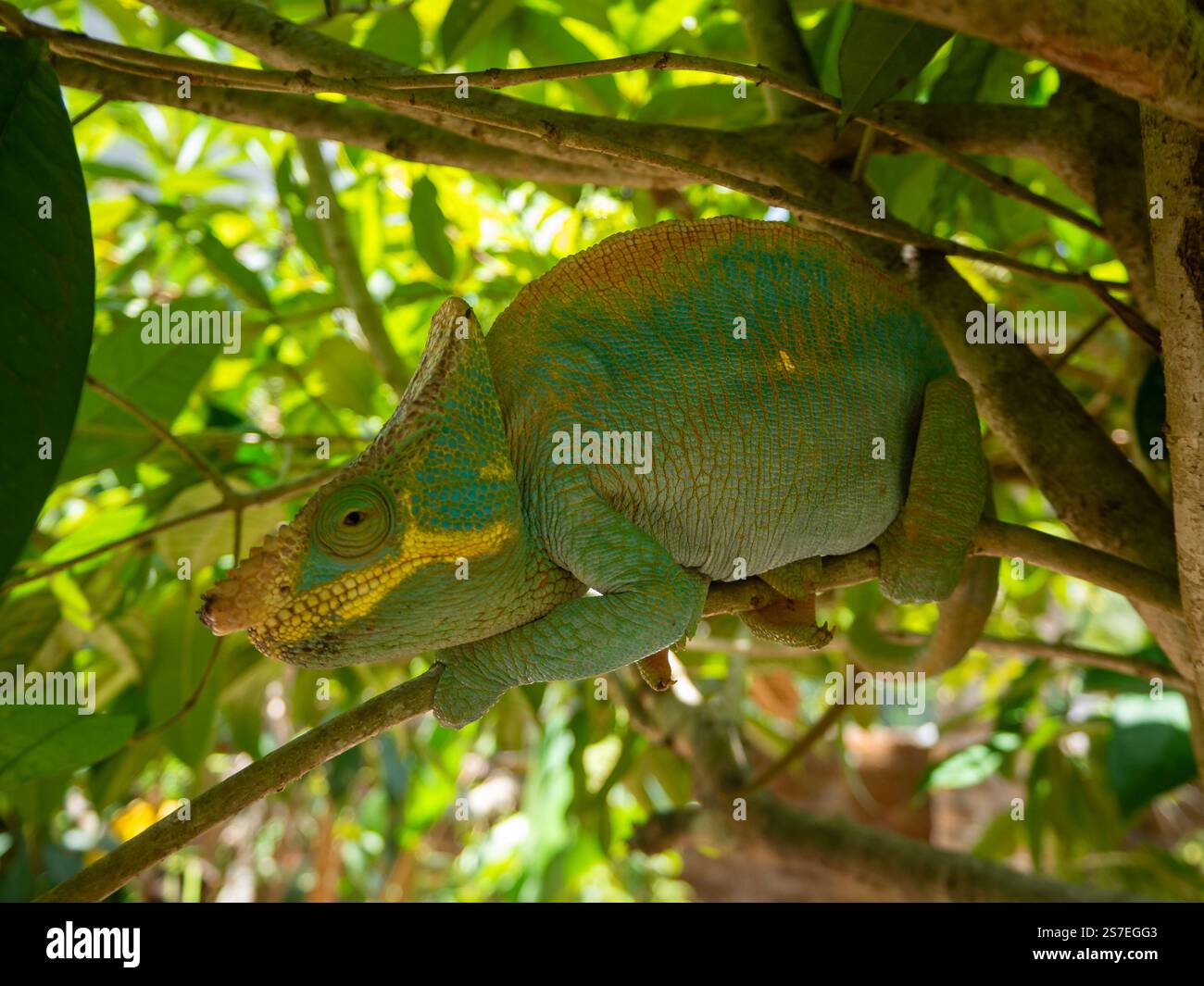 Parsons chameleon, Madagascar island tropical forest jungle chameleon ...