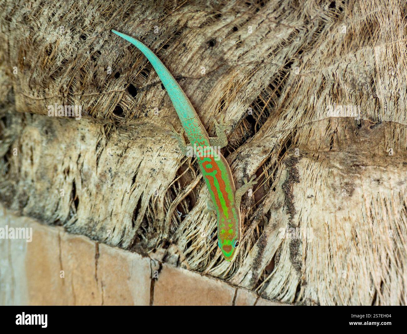 Madagascar day gecko, Madagascar island tropical forest jungle lizard ...