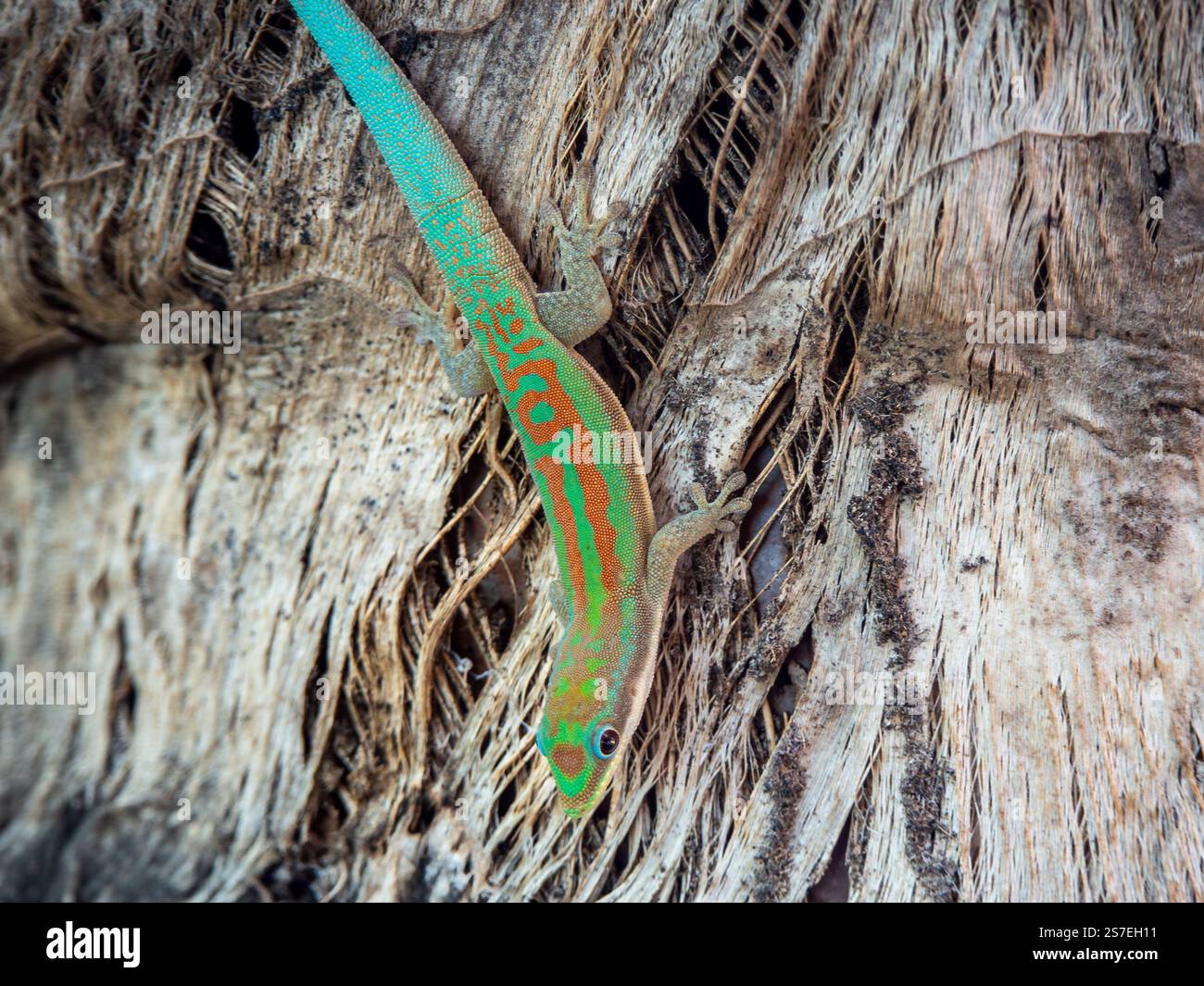 Madagascar day gecko, Madagascar island tropical forest jungle lizard ...