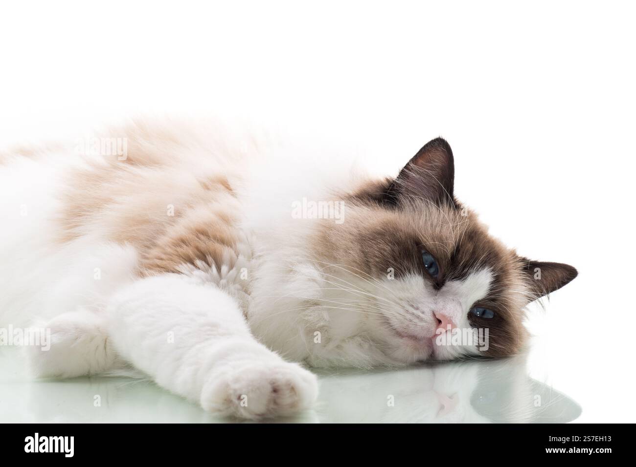 Happy beautiful Ragdoll cat isolated on white background Stock Photo ...