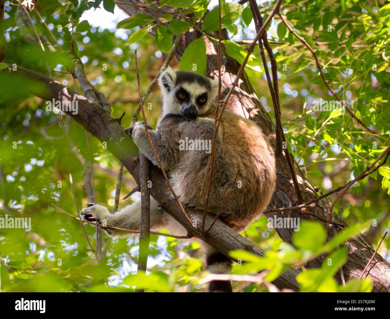 Ring-tailed lemur catta kata, Tropical forest jungle in Madagascar ...