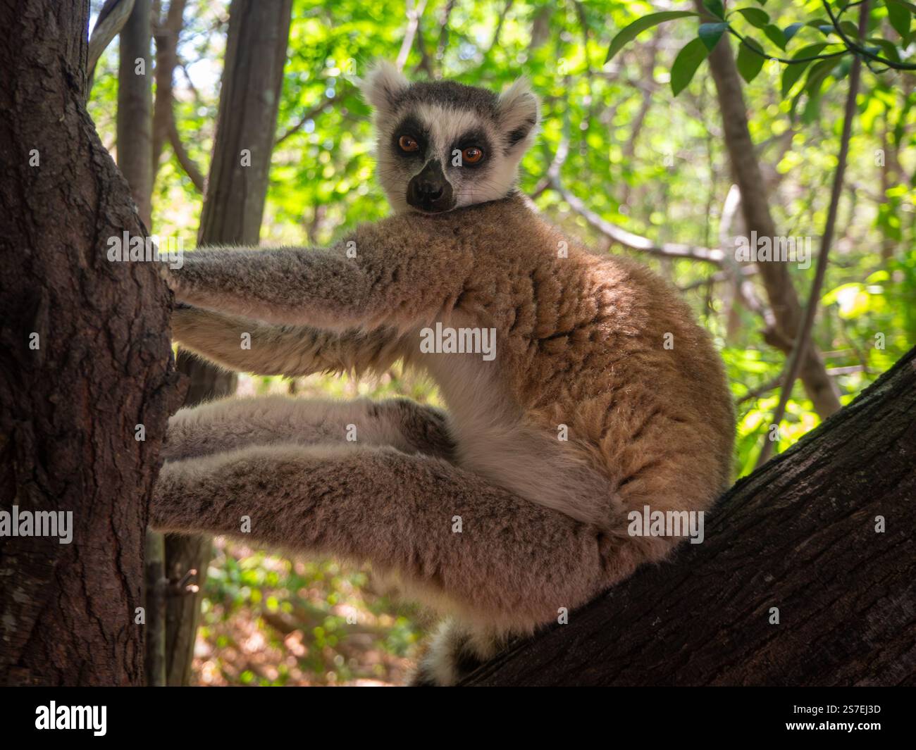 Ring-tailed lemur catta kata, Tropical forest jungle in Madagascar ...