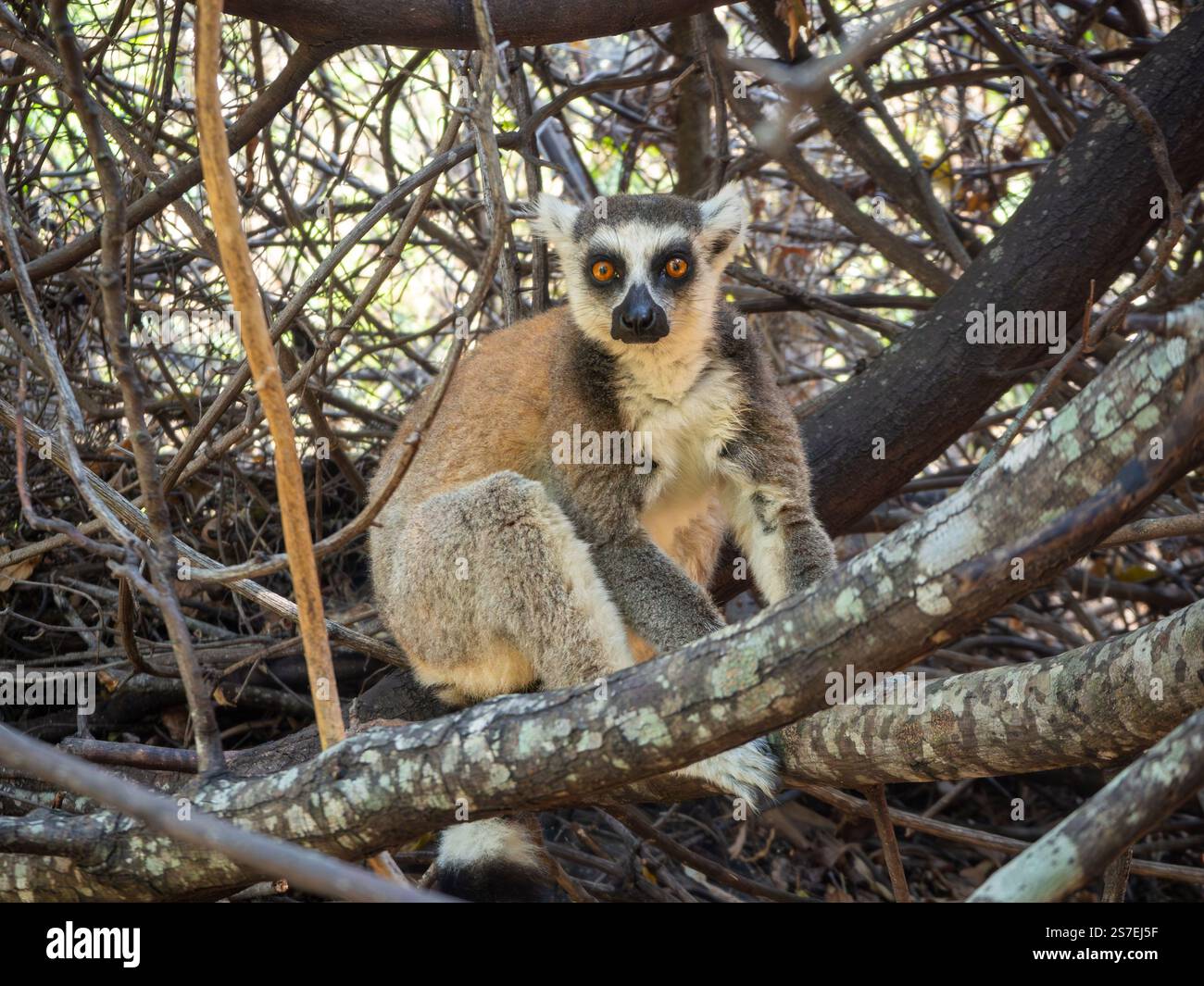 Ring-tailed lemur catta kata, Tropical forest jungle in Madagascar ...
